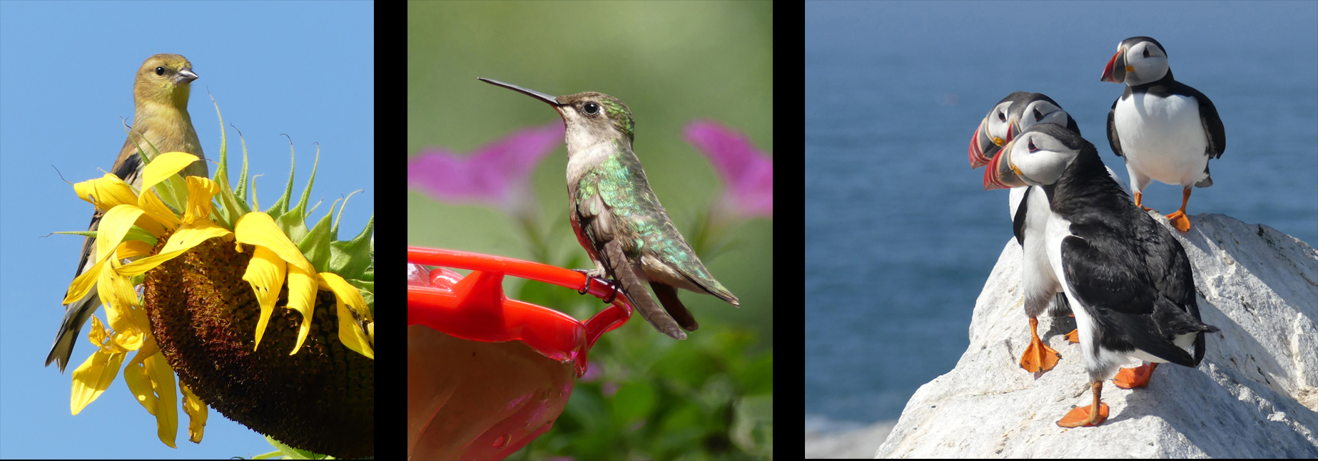 Moments in Nature Photography by Barbara Peskin